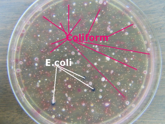 Investigation of Coliform Bacteria Contamination in The Rivers of ...