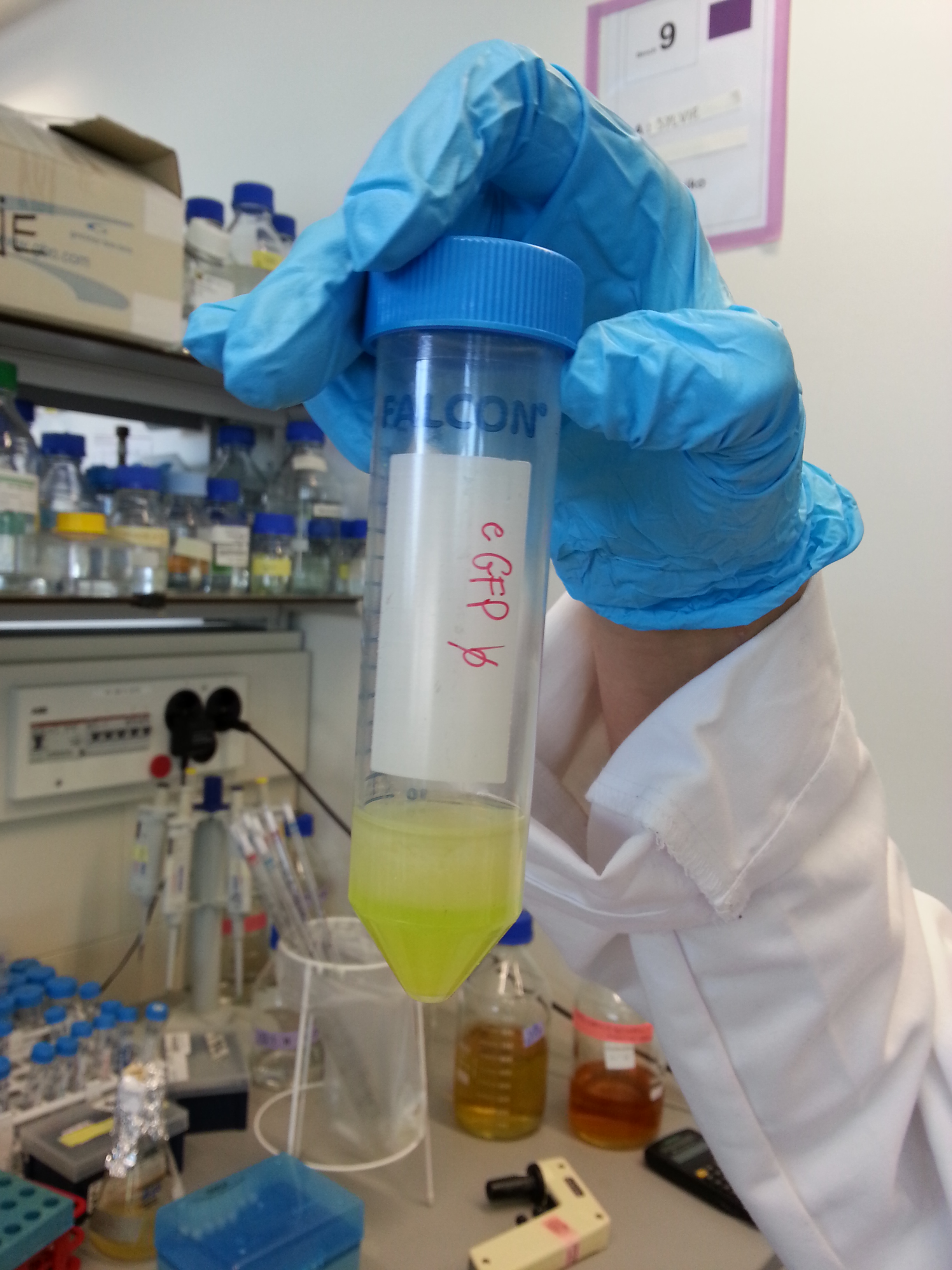 Cell lysis protocol | biodesign for the real world